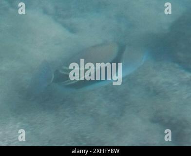 Wedgetail Triggerfish (Rhinecanthus rectangulus Stock Photo - Alamy