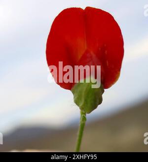 Soft Silverpod (Argyrolobium molle Stock Photo - Alamy