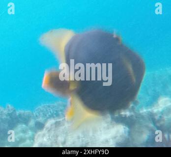 Barred Filefish (Cantherhines dumerilii Stock Photo - Alamy