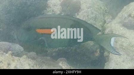 Orangeblotch Surgeonfish (Acanthurus olivaceus Stock Photo - Alamy