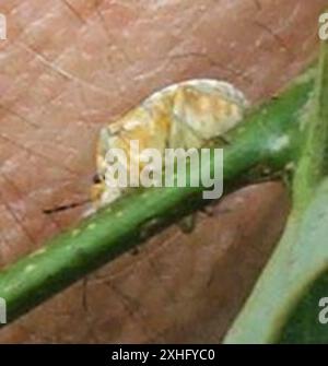 Variegated Coffee Bugs (Antestiopsis Stock Photo - Alamy