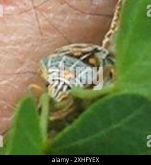 Variegated Coffee Bugs (Antestiopsis Stock Photo - Alamy