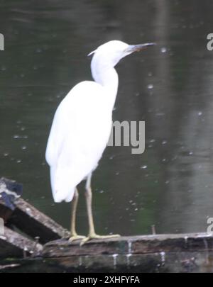 Dimorphic Egret (Egretta garzetta dimorpha) Aves Stock Photo - Alamy