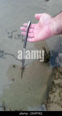 Snake Blenny (Xiphasia setifer Stock Photo - Alamy