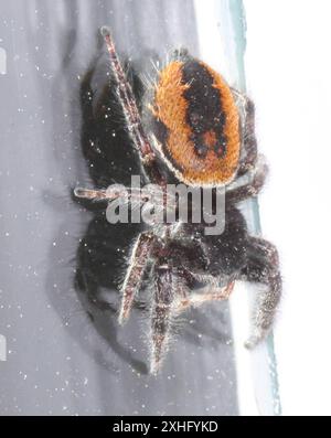 Johnson's Jumping Spider (Phidippus johnsoni) Arachnida Stock Photo - Alamy