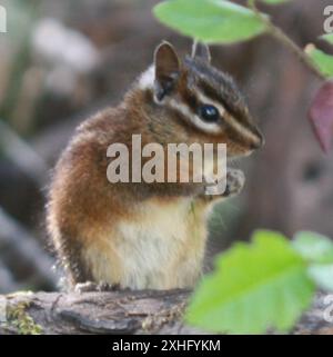 Sonoma Chipmunk (Neotamias sonomae Stock Photo - Alamy