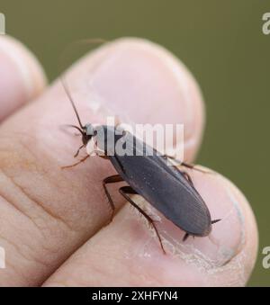 Western Wood Cockroach (Parcoblatta americana Stock Photo - Alamy