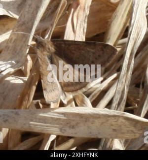 Forage Looper Moth Stock Photo - Alamy