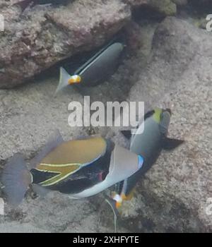 Wedgetail Triggerfish (Rhinecanthus rectangulus Stock Photo - Alamy