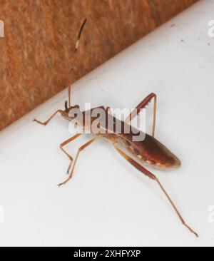 Lupine Bug, Megalotomus quinquespinosus Stock Photo - Alamy