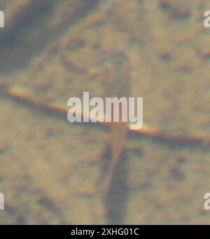 Ray-finned Fishes (Actinopterygii) Actinopterygii Stock Photo - Alamy