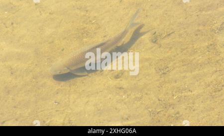 Red-nose Mud-fish (Labeo rosae Stock Photo - Alamy