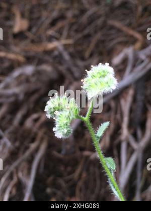 Annual Cryptanthas (Cryptantha Stock Photo - Alamy