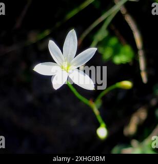 Evening Lilies (Hesperantha Stock Photo - Alamy