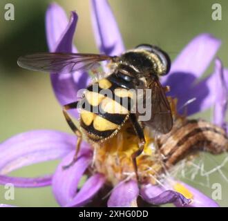 Western Wood Fly (Blera scitula Stock Photo - Alamy