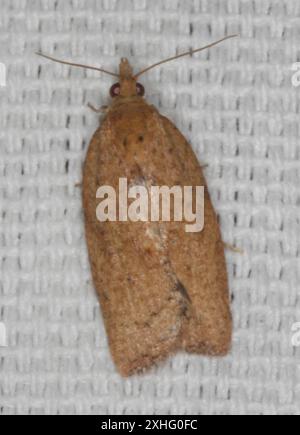 Tortricine Leafroller Moths (Tortricinae Stock Photo - Alamy