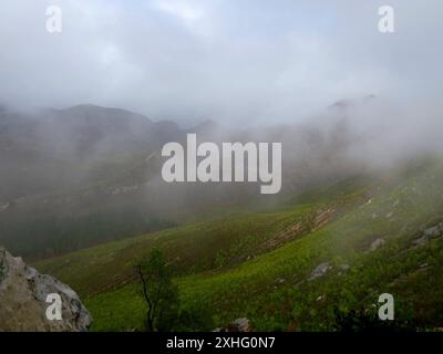 Baboon Guarri (Euclea polyandra Stock Photo - Alamy