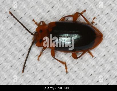 Black-backed Handsome Fungus Beetle (Aphorista laeta Stock Photo - Alamy