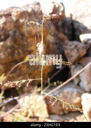 False Signal Grass (Urochloa deflexa) Plantae Stock Photo - Alamy