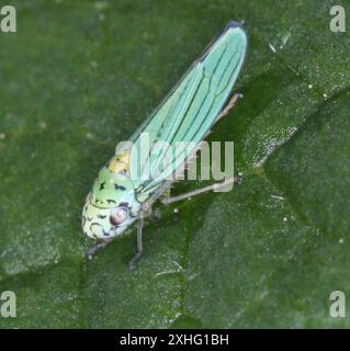 Blue-green Sharpshooter (Graphocephala atropunctata Stock Photo - Alamy