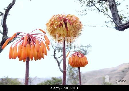 (Aloe capitata quartziticola Stock Photo - Alamy