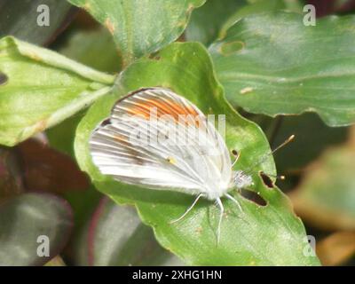 Southern Round-winged Orange Tip (Colotis euippe omphale Stock Photo ...