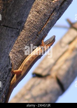Variable Skink (Trachylepis varia Stock Photo - Alamy