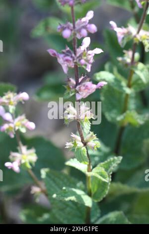 Rough Hedgenettle (Stachys rigida Stock Photo - Alamy