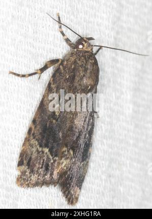 American Copper Underwing (Amphipyra pyramidoides) Insecta Stock Photo ...