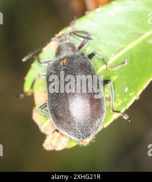 Long-jointed Beetles (Lagriinae Stock Photo - Alamy