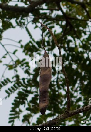 Flat-crown (Albizia adianthifolia Stock Photo - Alamy
