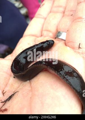 Black Prickleback (Xiphister atropurpureus Stock Photo - Alamy