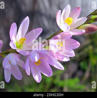 Corn Kalossie (Ixia polystachya Stock Photo - Alamy