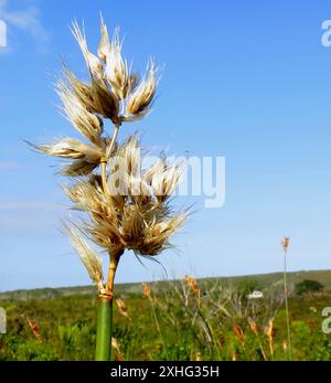 Silver Arrowreed (Ceratocaryum argenteum Stock Photo - Alamy