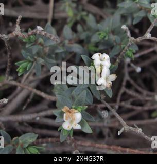 New Zealand Daphne (Pimelea prostrata) Plantae Stock Photo - Alamy