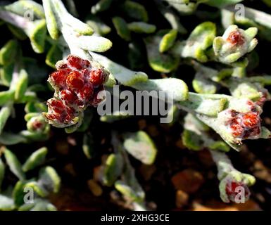 Spiral Everlasting (Helichrysum spiralepis Stock Photo - Alamy