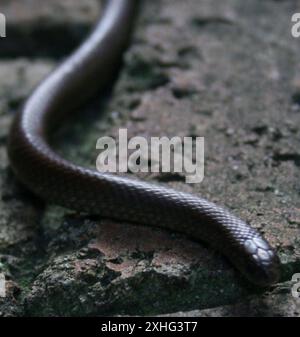 Southern Slugeater (Duberria lutrix lutrix Stock Photo - Alamy