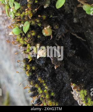 Pygmy Tree Orchid (Bulbophyllum pygmaeum Stock Photo - Alamy