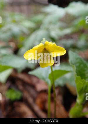 Smooth Yellow Violet (Viola eriocarpa Stock Photo - Alamy