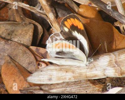 Southern Round-winged Orange Tip (Colotis euippe omphale) Parque de ...