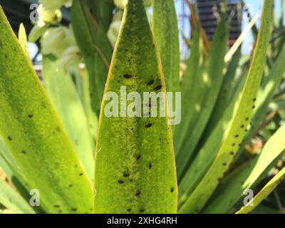 Yucca Plant Bug (Halticotoma valida) Insecta Stock Photo - Alamy