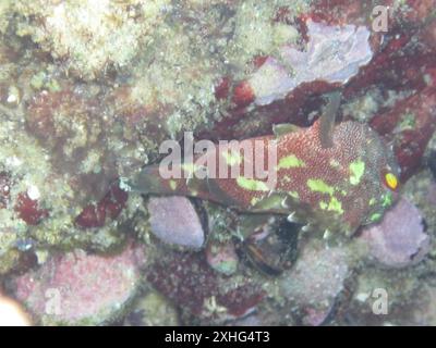 Yellowspotted Scorpionfish (Sebastapistes cyanostigma Stock Photo - Alamy