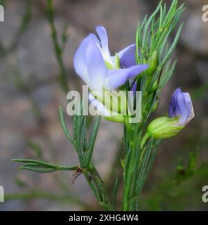 True Fountainbushes (Psoralea Stock Photo - Alamy