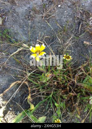smooth tidytips (Layia chrysanthemoides Stock Photo - Alamy