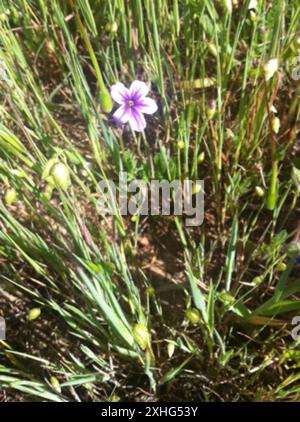 Mediterranean Stork's-bill (Erodium botrys) Dixon CA Stock Photo - Alamy
