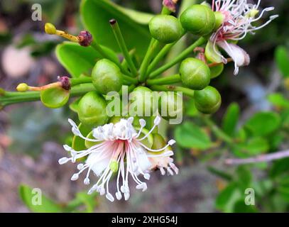 Cape Capers (Capparis sepiaria citrifolia Stock Photo - Alamy