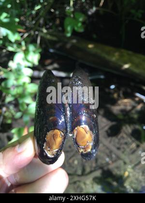 Western Pearlshell (Margaritifera falcata Stock Photo - Alamy