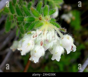 Felt Heath (Erica pannosa Stock Photo - Alamy