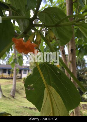 Kerosene Tree (Cordia subcordata Stock Photo - Alamy