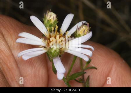 Pacific Aster (Symphyotrichum chilense Stock Photo - Alamy